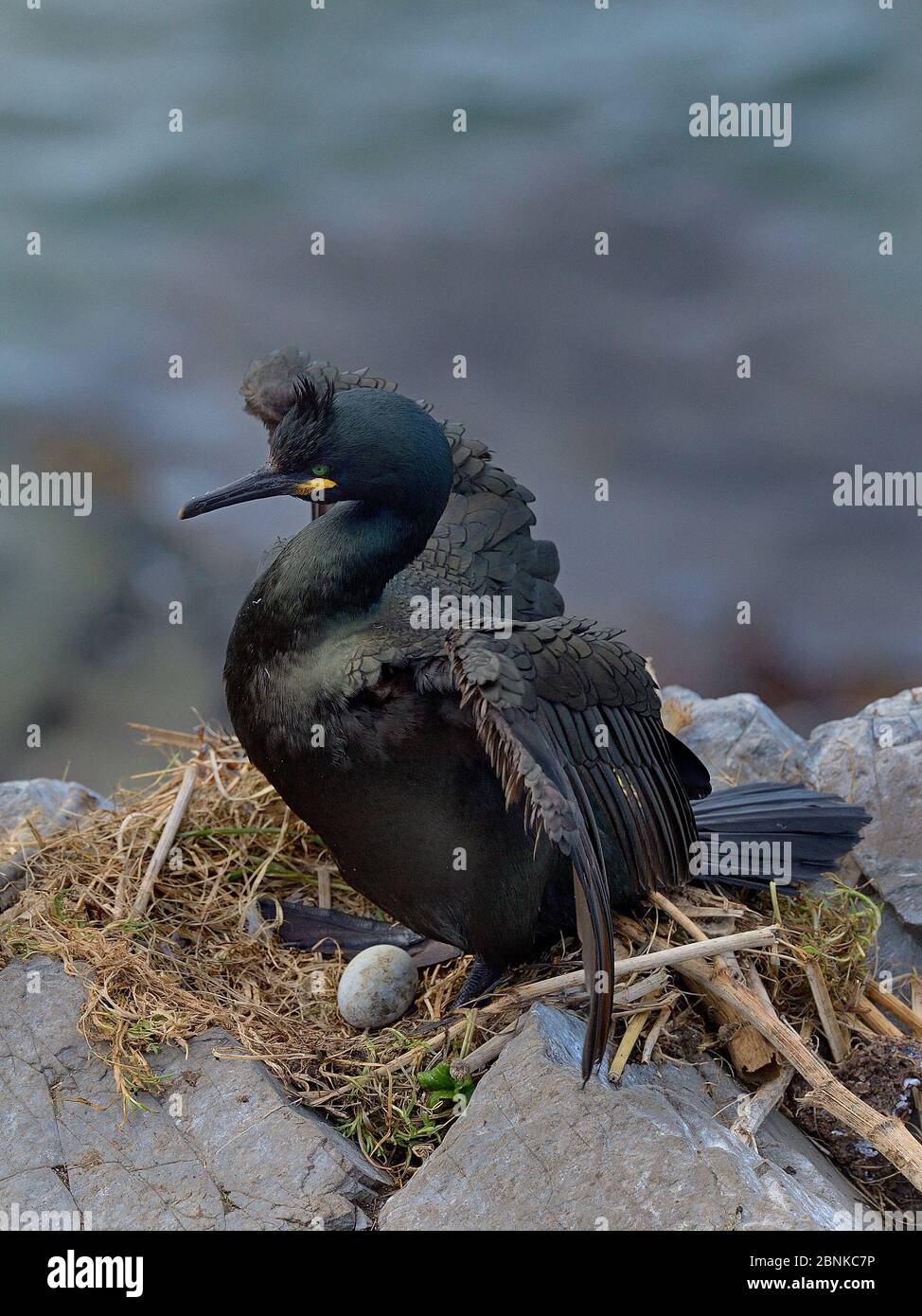 European shag (Phalacrocorax aristotelis) on nest with egg, Hornoya ...