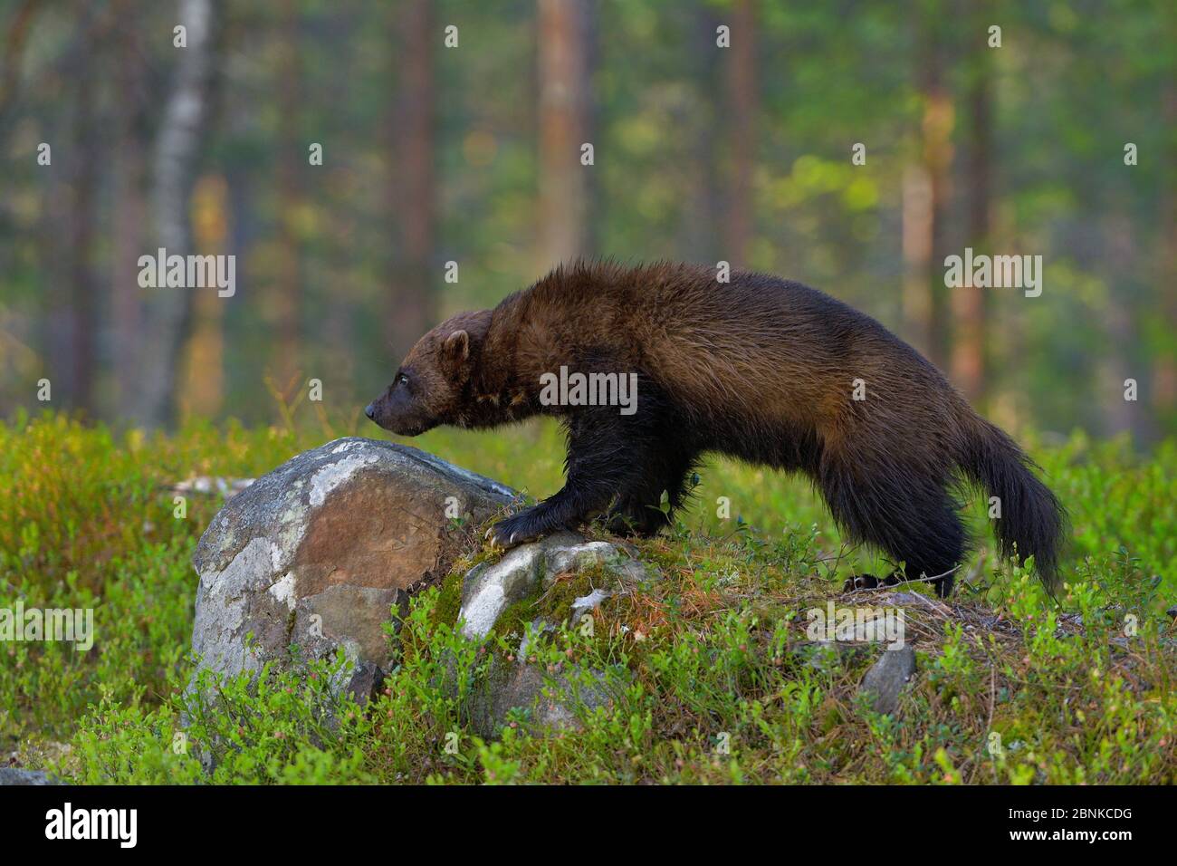 Wolverine glutton carcajou gulo gulo hi-res stock photography and ...