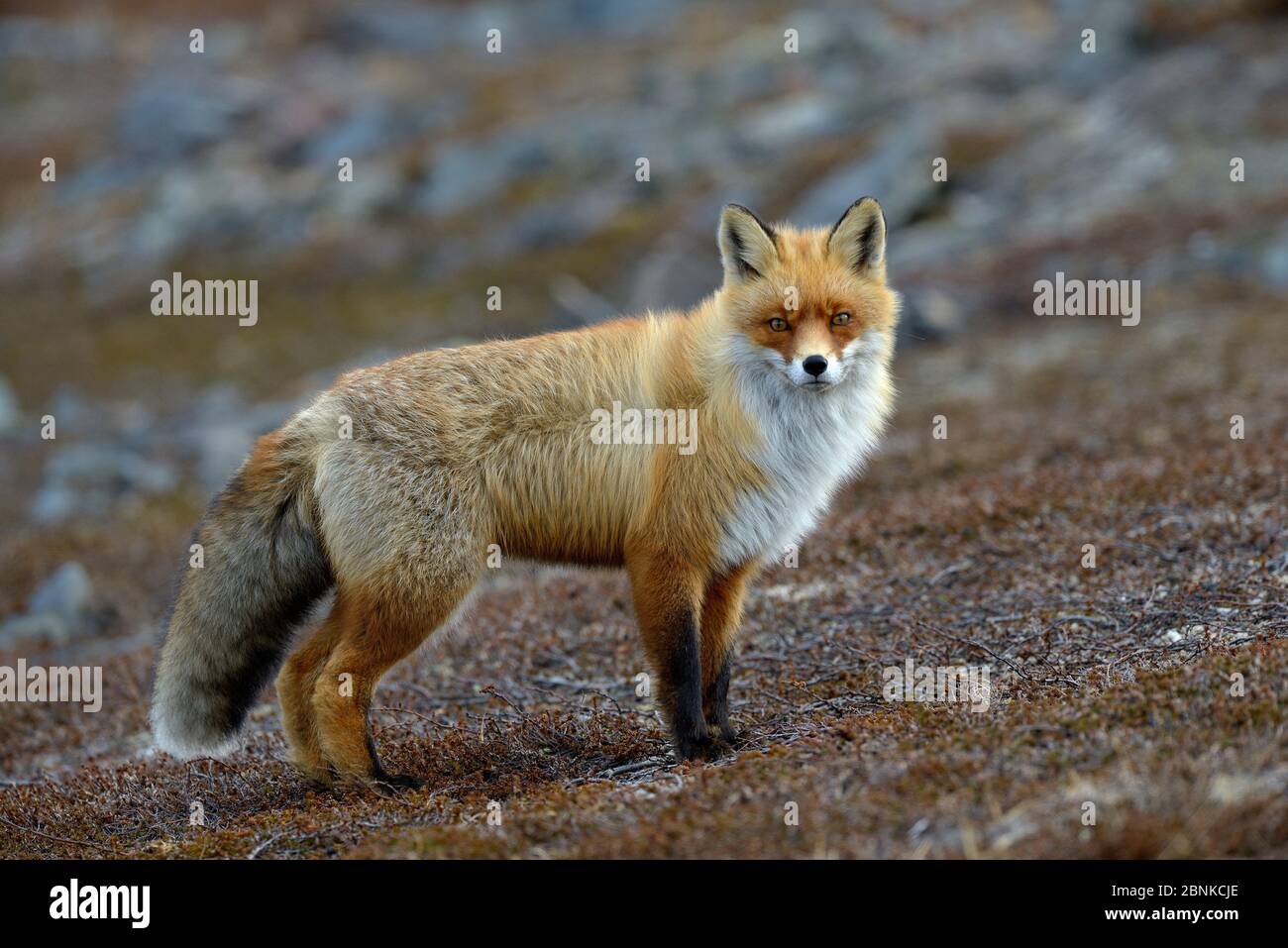 Red fox (Vulpes vulpes) Varenger, Norway, April Stock Photo - Alamy