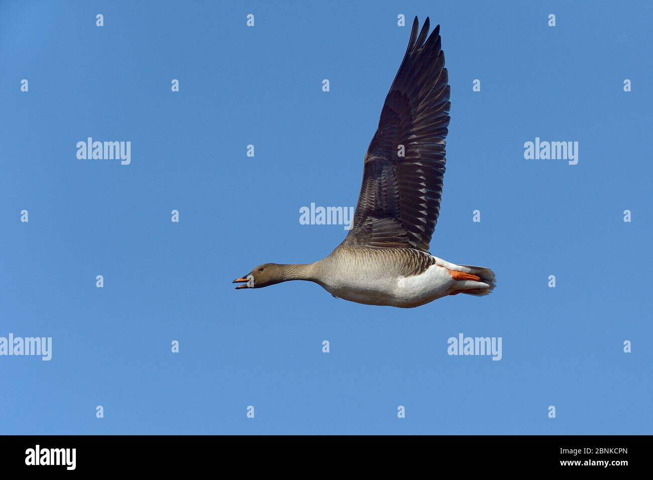 Taiga bean goose (Anser fabalis) flying, Varenger, Norway, May Stock ...