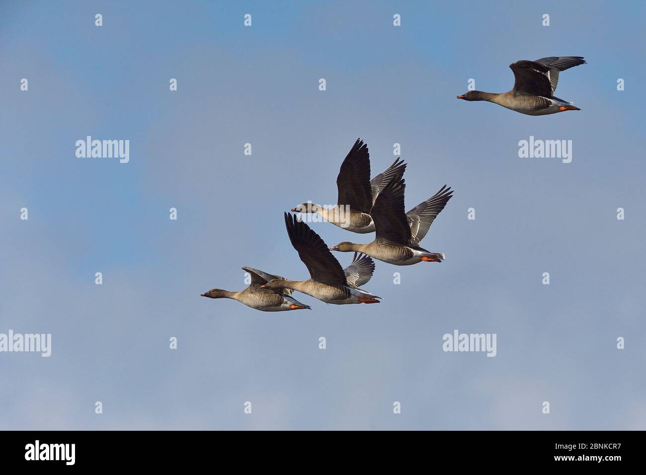 Flying taiga bean geese hi-res stock photography and images - Alamy