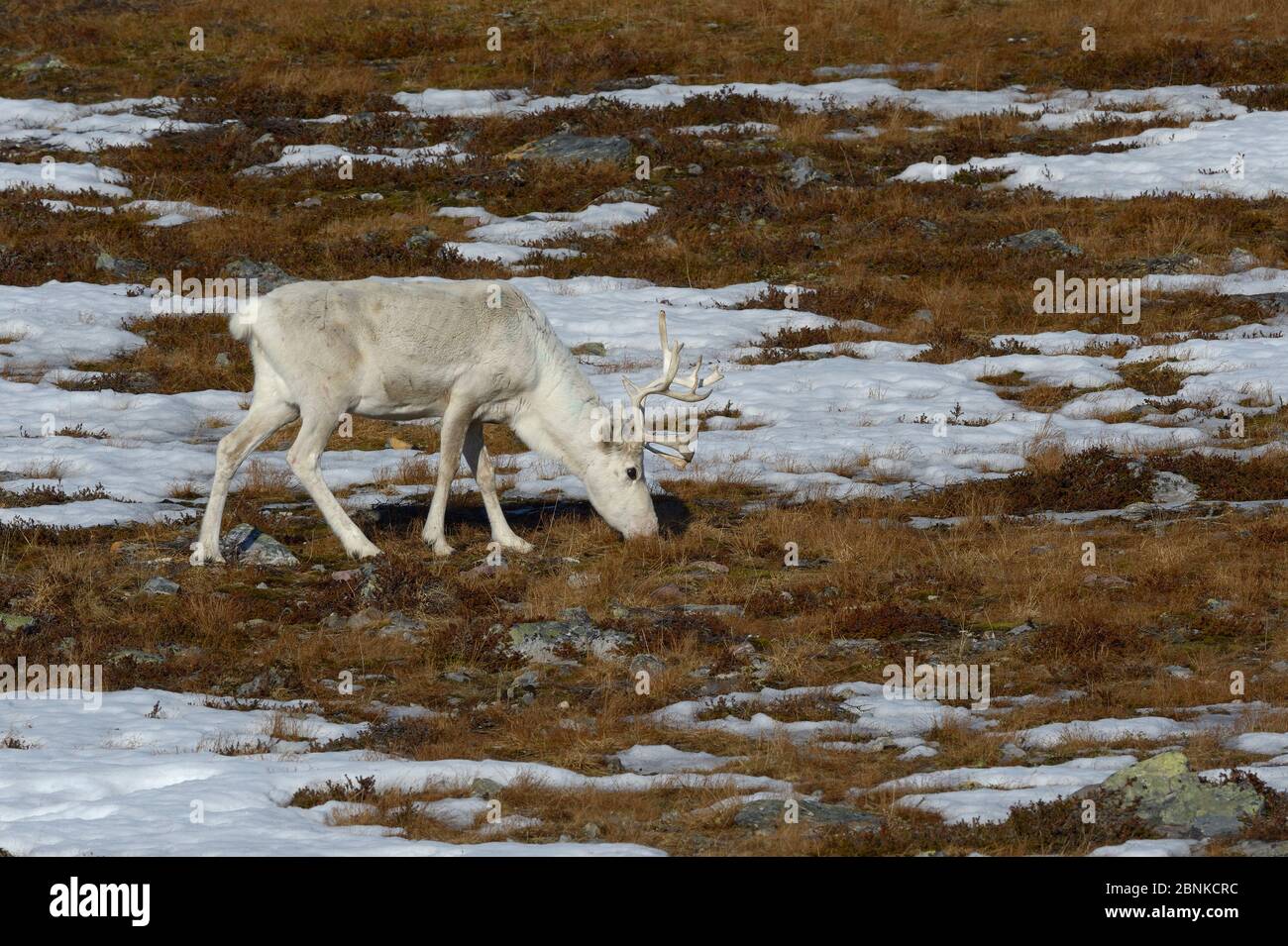 Reindeer (Rangifer tarandus) in snow, Varanger, Norway, May Stock Photo ...
