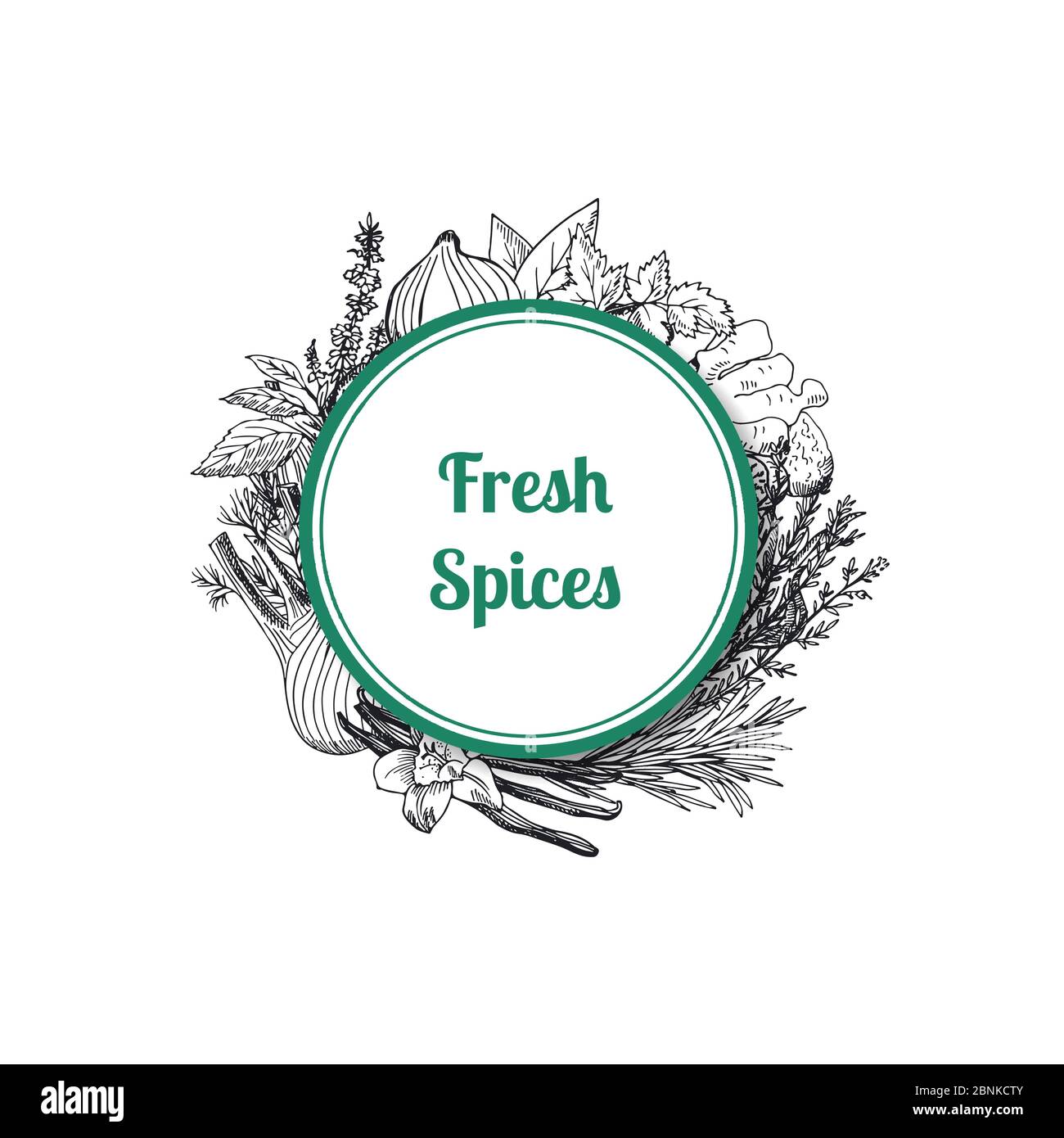 Vector hand drawn herbs and spices Stock Vector Image & Art - Alamy