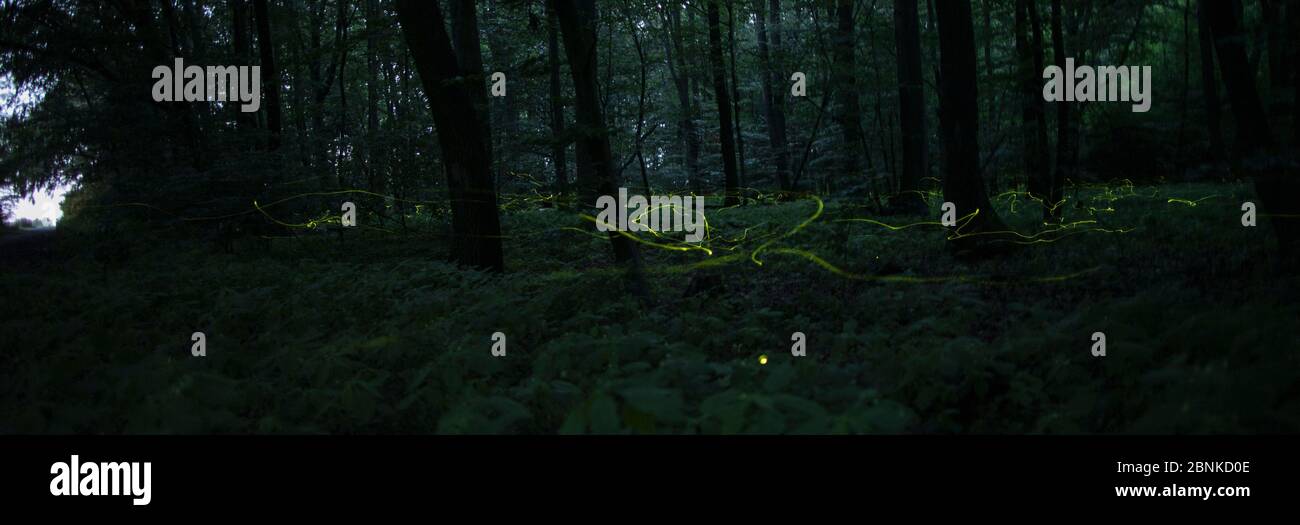 Light trails of Firefly (Lamprohiza splendidula), males flying at night ...