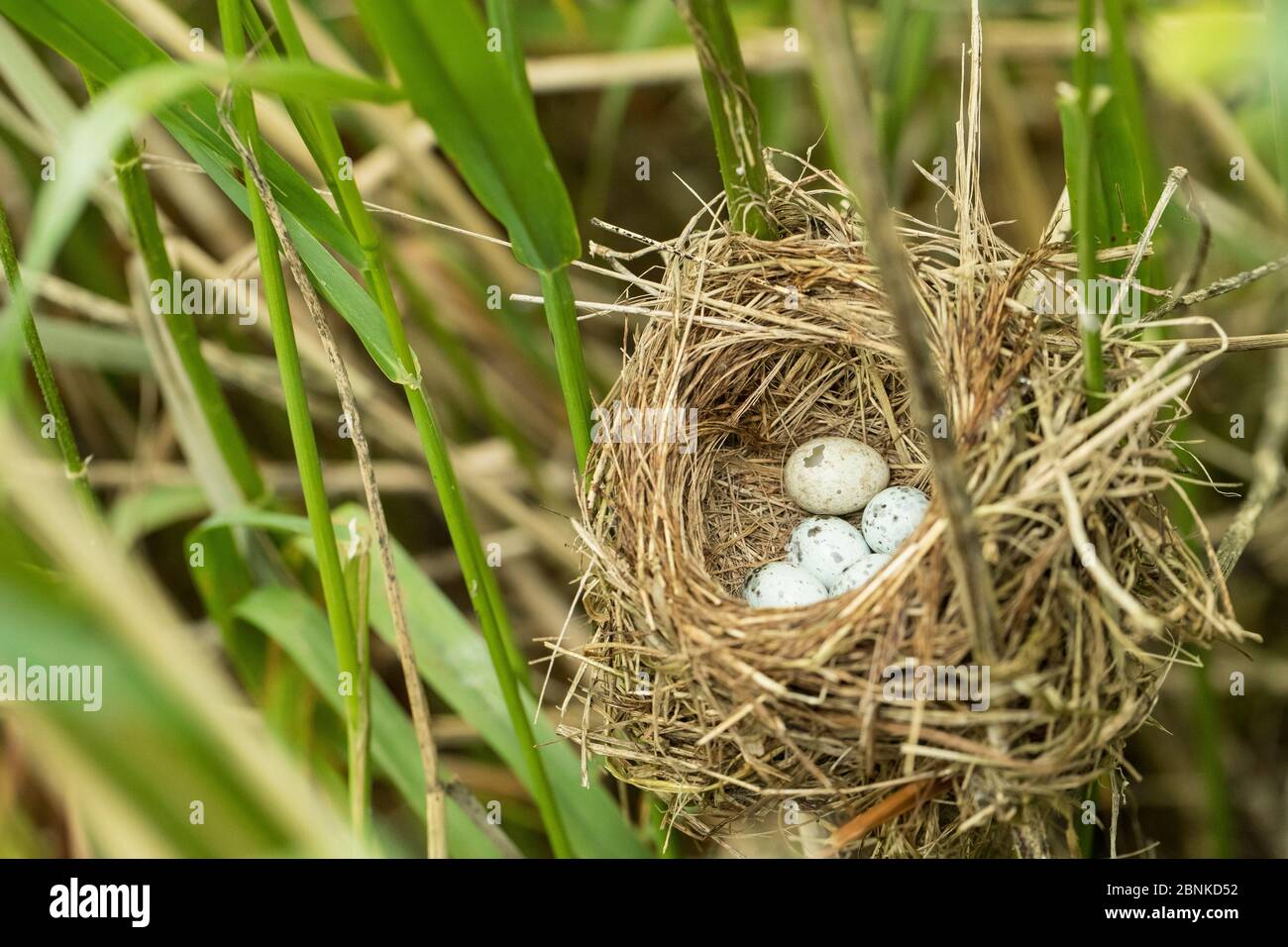 Cuckoo birds eggs nest hi-res stock photography and images - Alamy