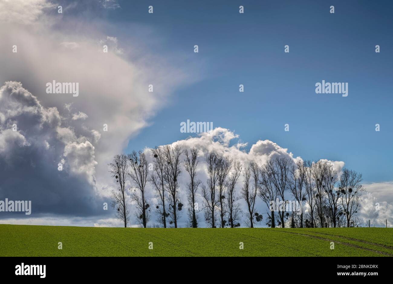 Poplar trees (Populus sp) in spring with clouds behind, Surfontaine ...