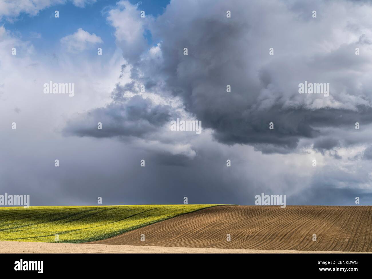 Large sky over farmland landscape with Oilseed rape (Brassica napus ...
