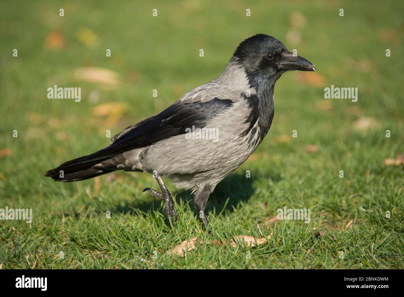 Hooded crow (Corvus cornix) Berlin, Germany November Stock Photo - Alamy