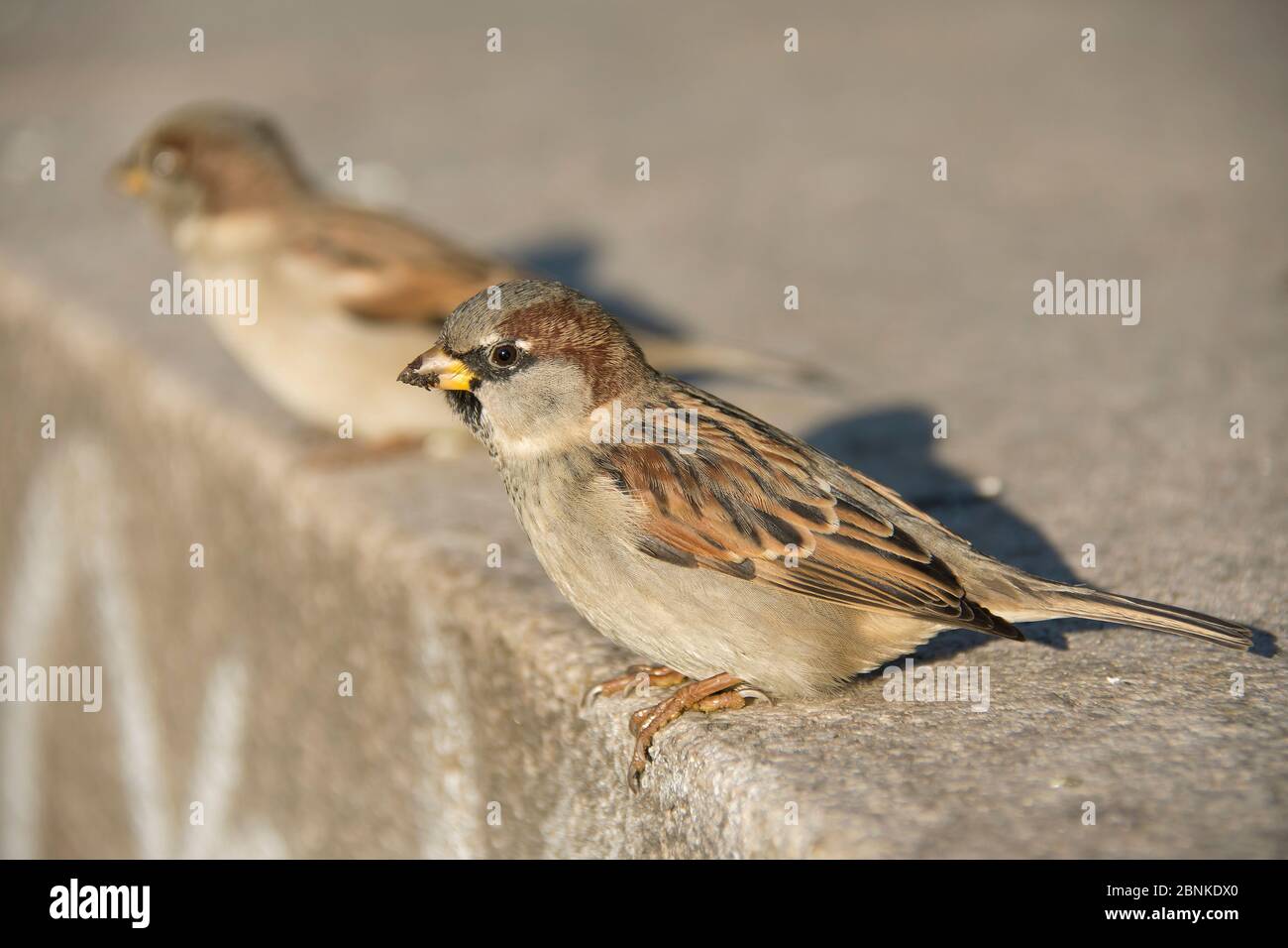 Pavement berlin hi-res stock photography and images - Alamy