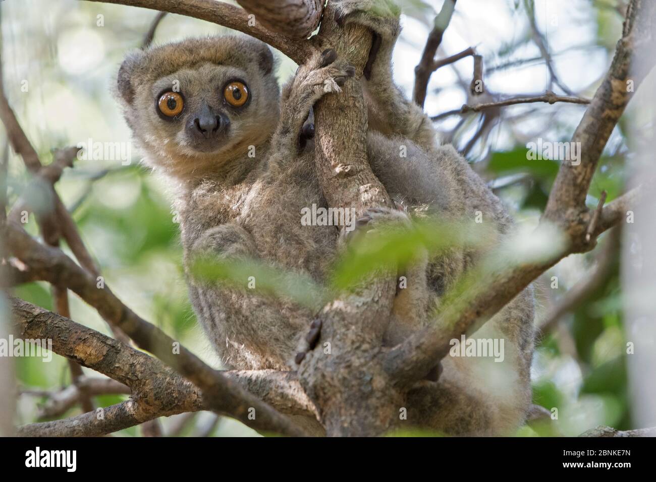 Western woolly lemur (Avahi occidentalis) alert individual up tree ...