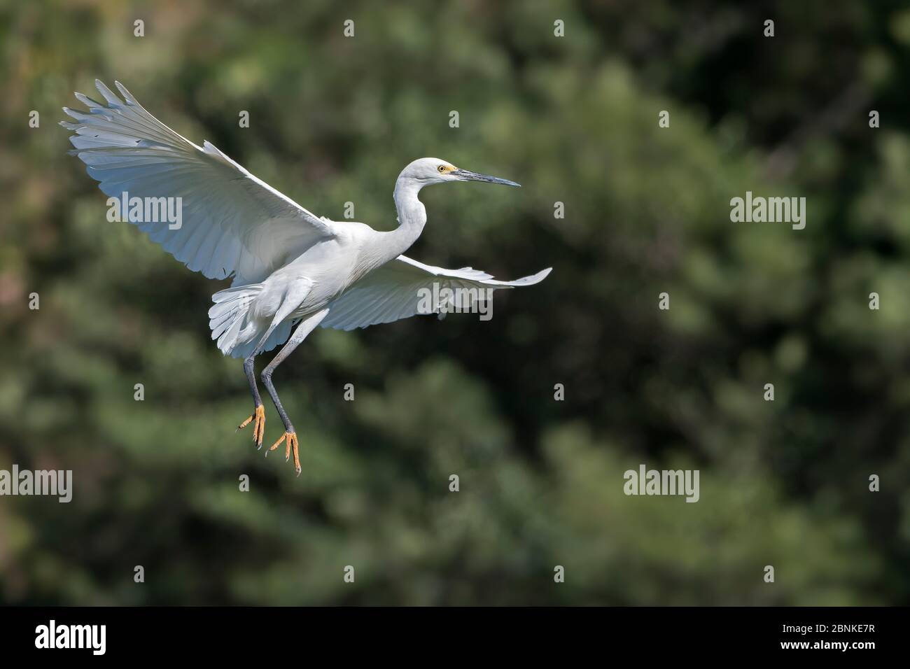 Dimorphic egret (Egretta dimorpha) in white phase, flying ...