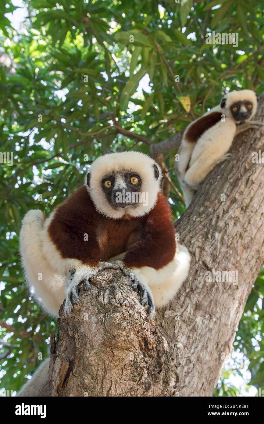 Coquerel's sifaka (Propithecus coquereli) two resting in tree, Mangatsa ...