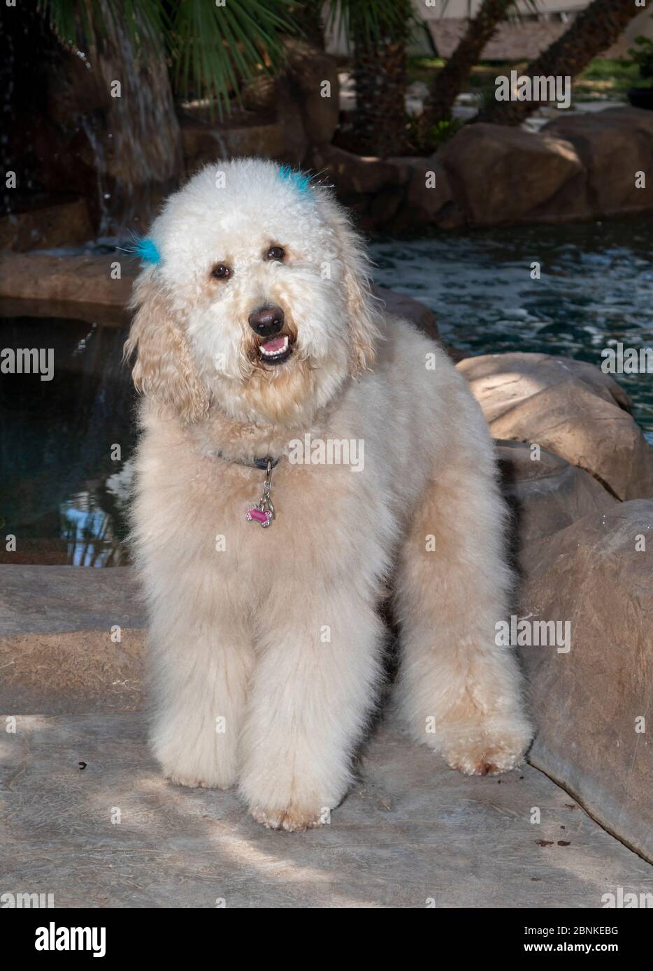 Labrador poodle hi-res stock photography and images - Alamy