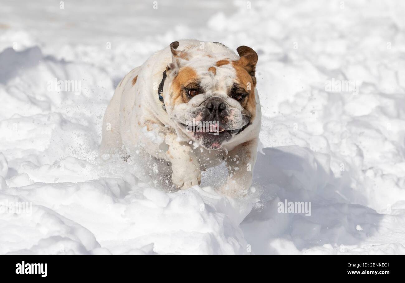 White english bulldog hi-res stock photography and images - Alamy