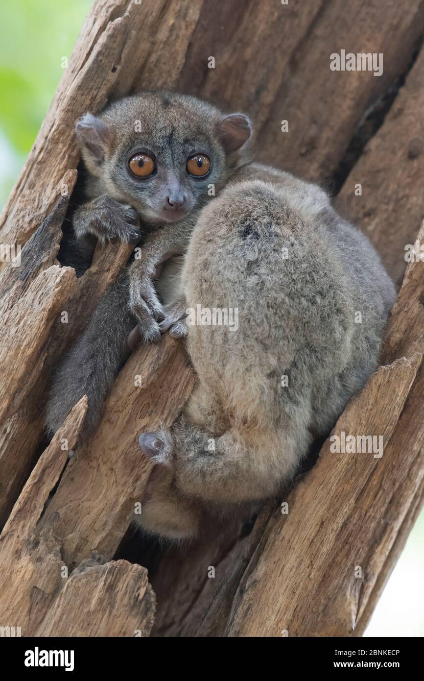 Ankarana sportive lemur (Lepilemur ankaranensis), Ankarana National ...
