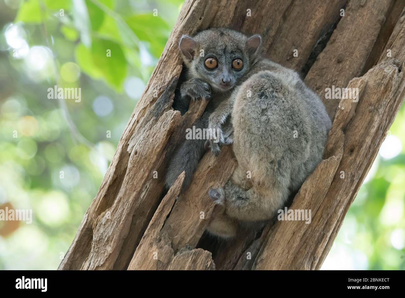 Ankarana weasel lemur hi-res stock photography and images - Alamy