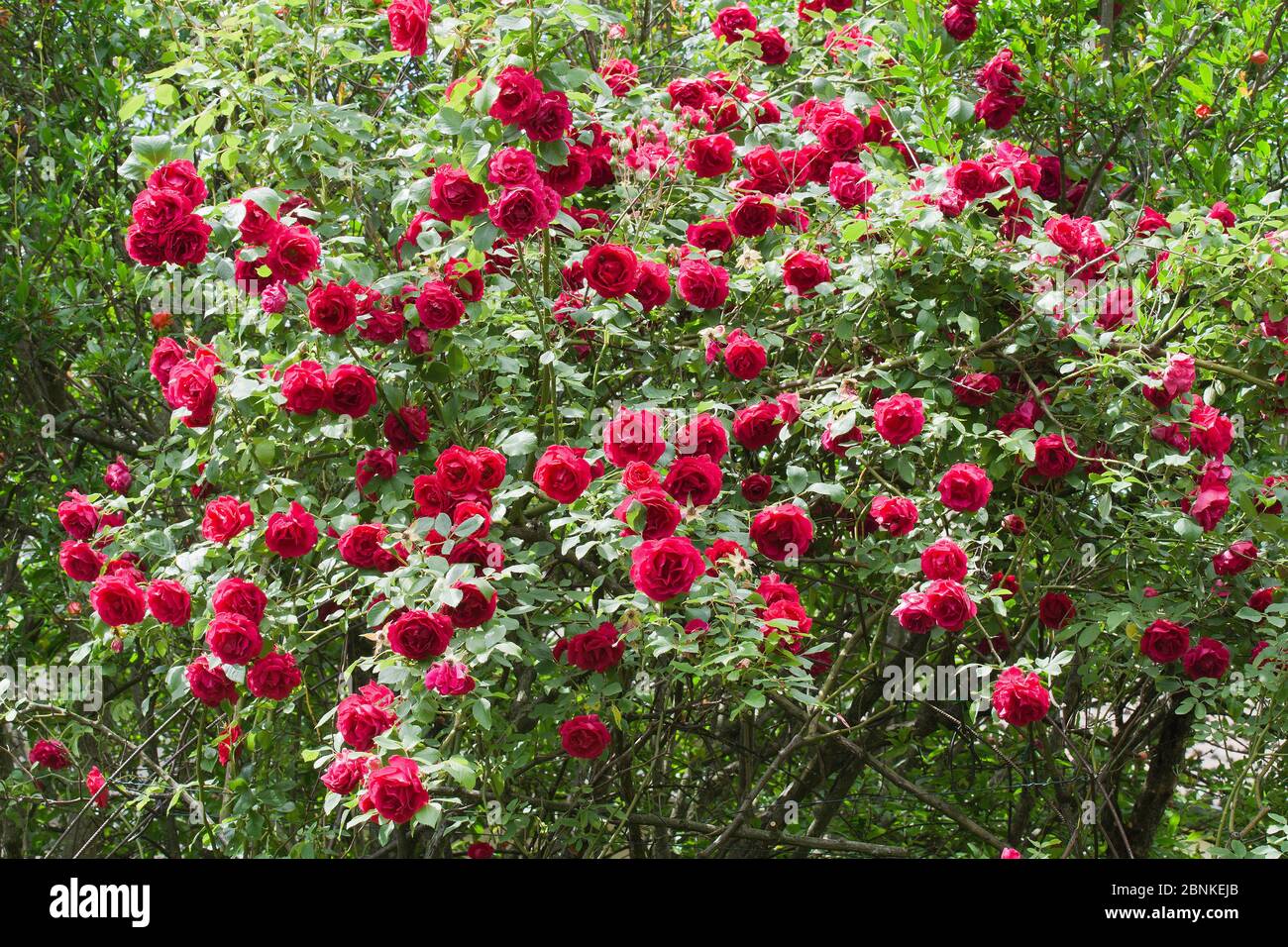 Roso hi-res stock photography and images - Alamy