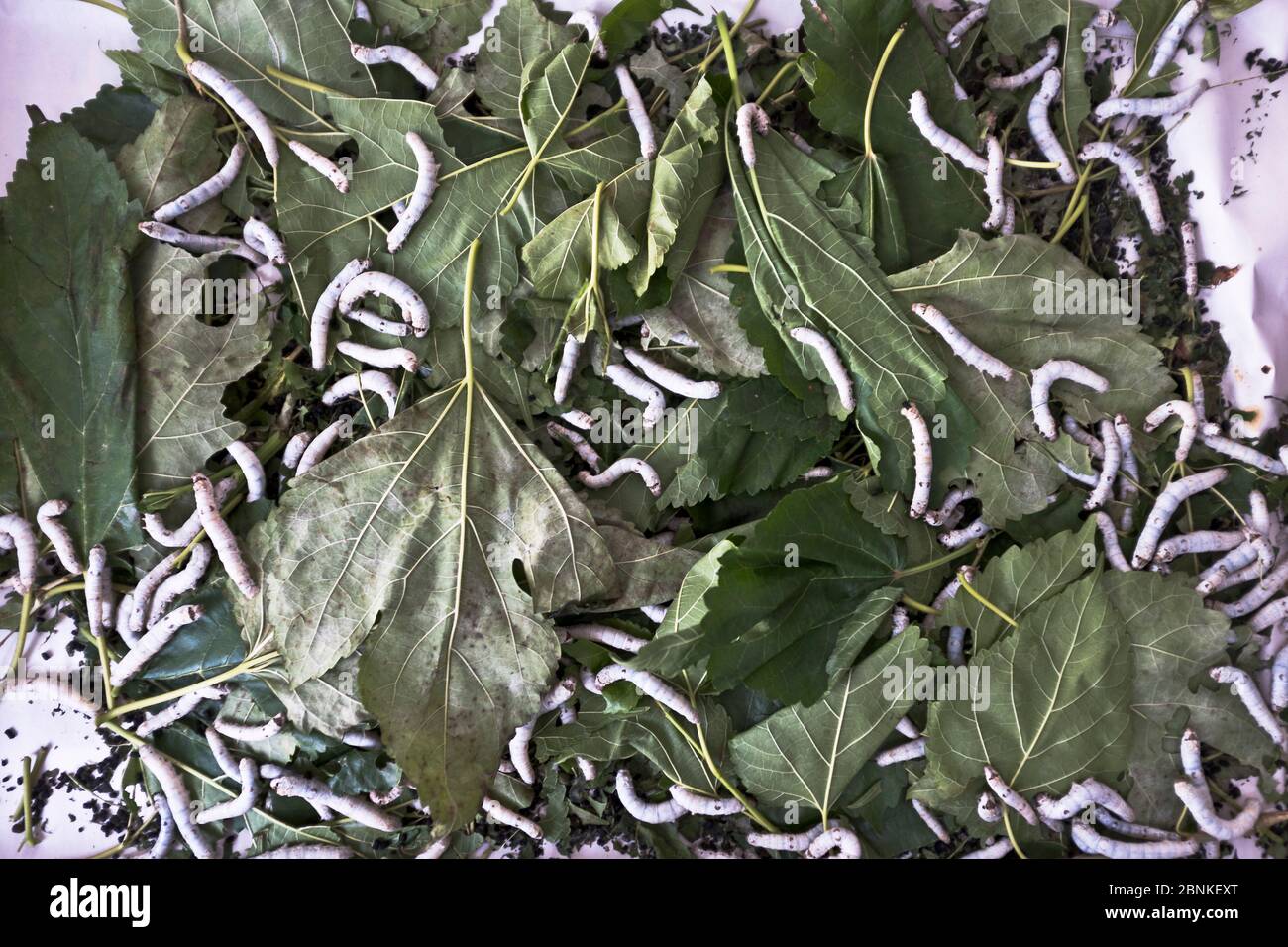 Silkworms hi-res stock photography and images - Alamy