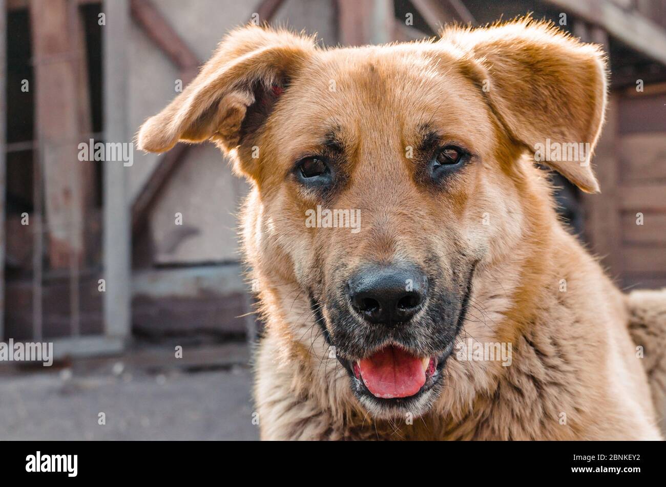 Muzzle red dog big hi-res stock photography and images - Alamy