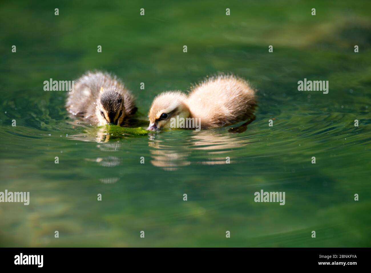 Duckling eating hi-res stock photography and images - Alamy