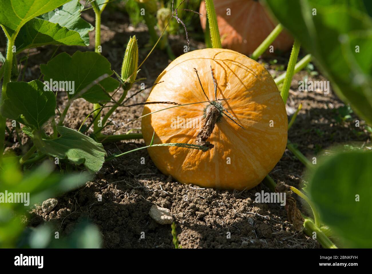 Curcubita High Resolution Stock Photography and Images - Alamy