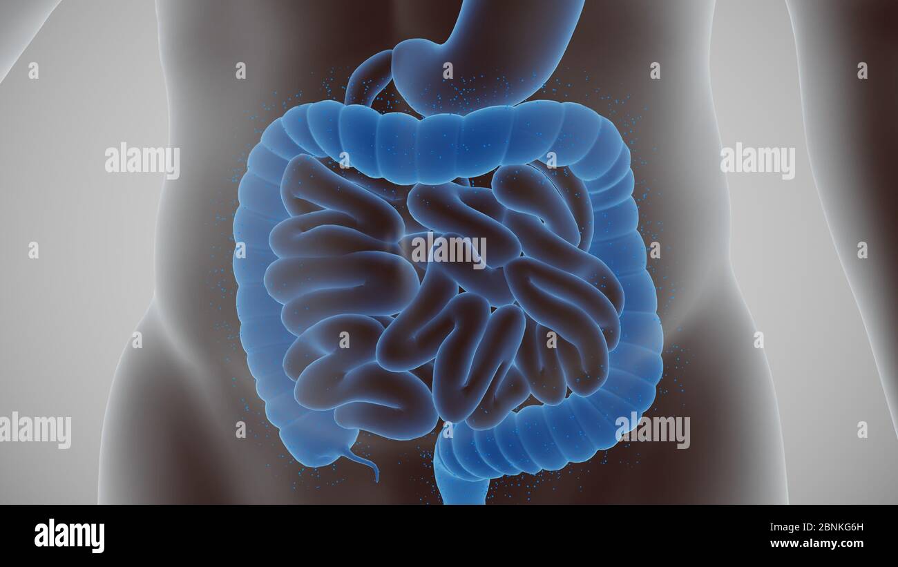 3d illustration of the human digestive system. stomach and guts Stock ...
