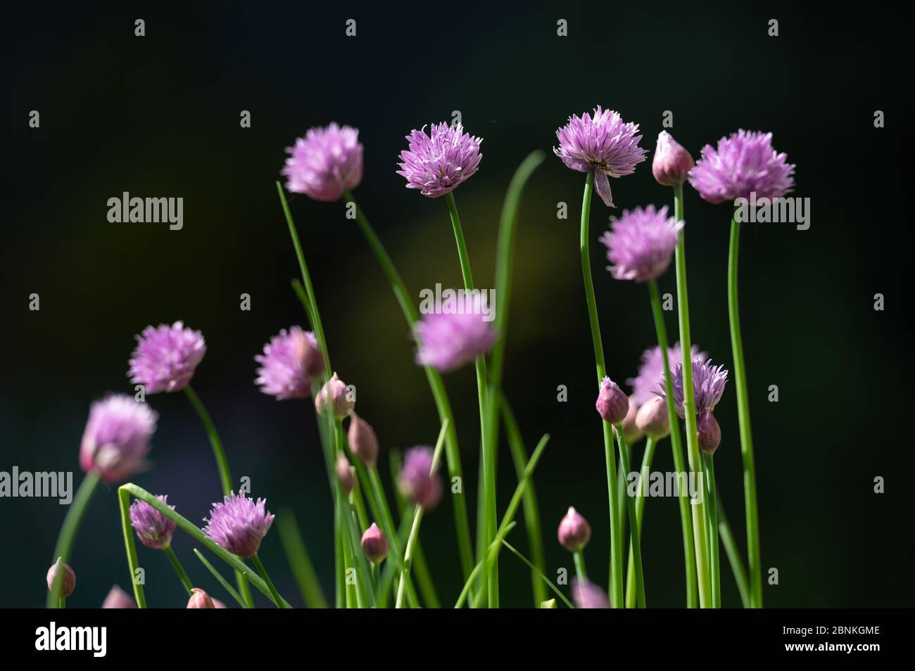 Pink chive flower hi-res stock photography and images - Alamy