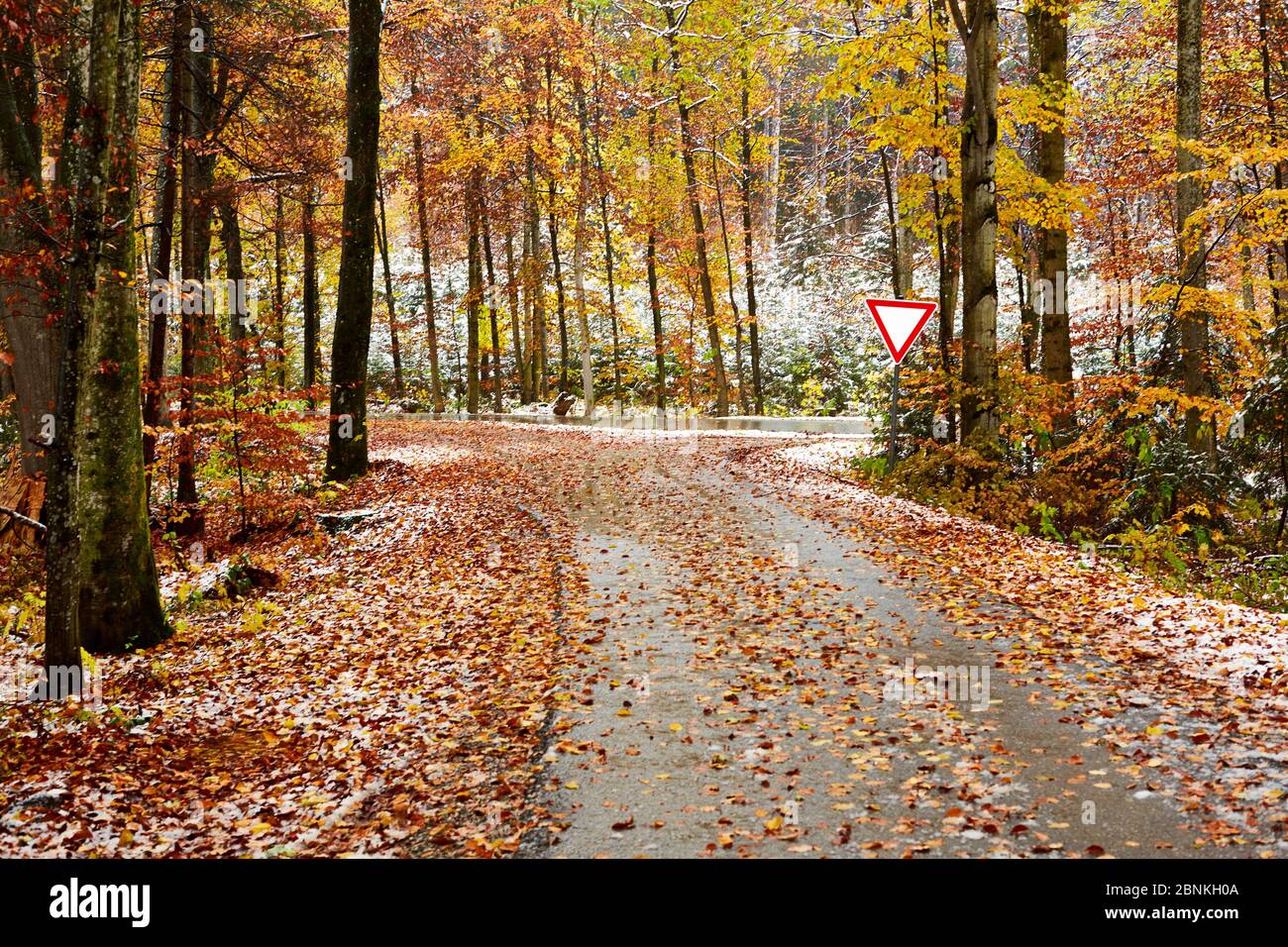 Road, foliage, ice, snow, forest, intersection Stock Photo - Alamy