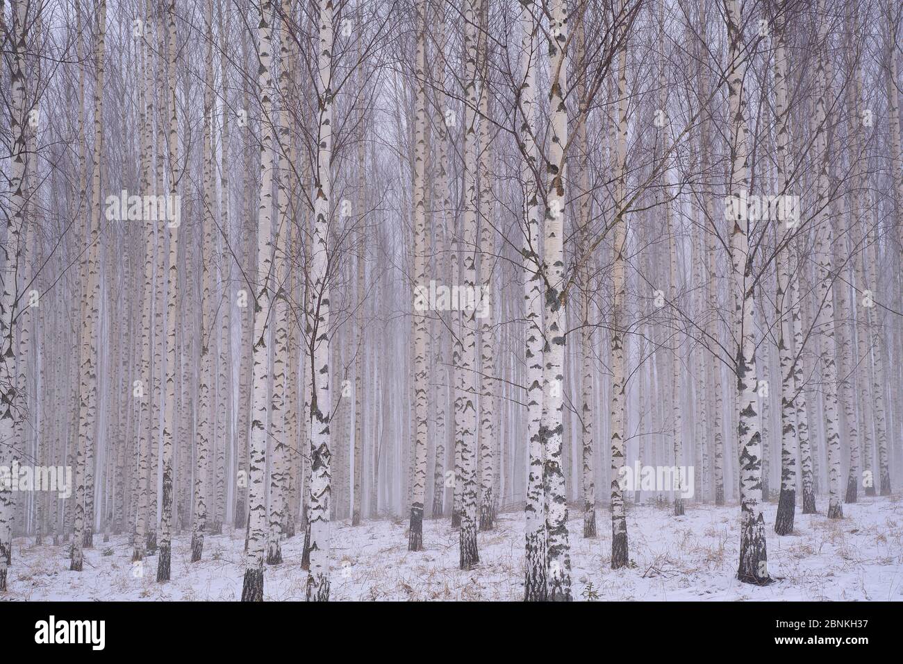 Birch trees in winter hi-res stock photography and images - Alamy