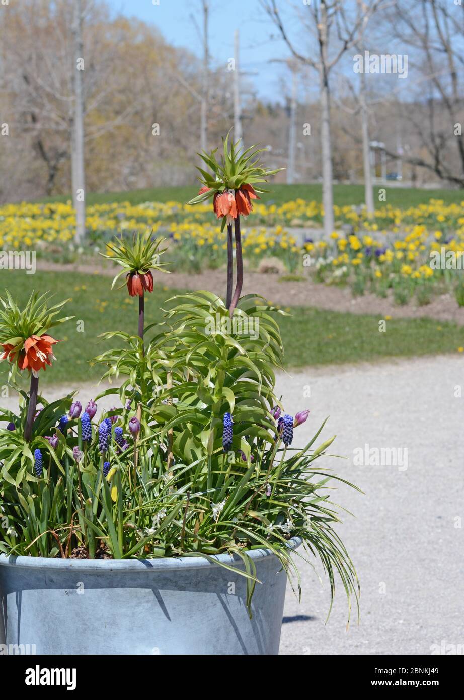 Blue garden planter hi-res stock photography and images - Alamy