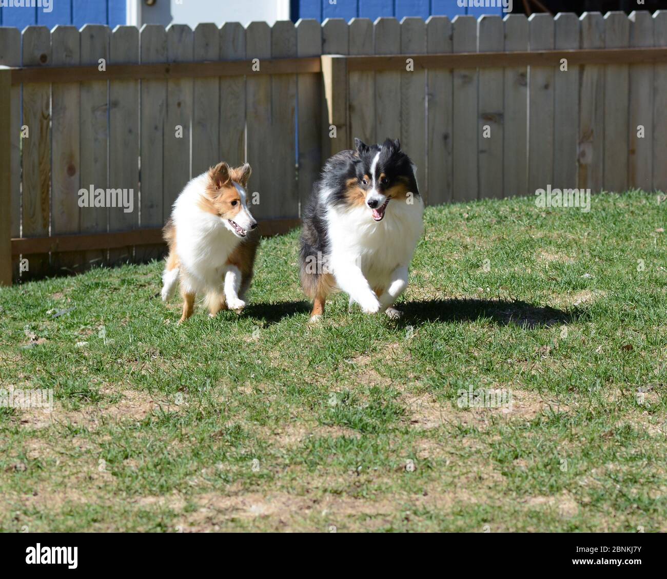Sheepdogs hi-res stock photography and images - Alamy