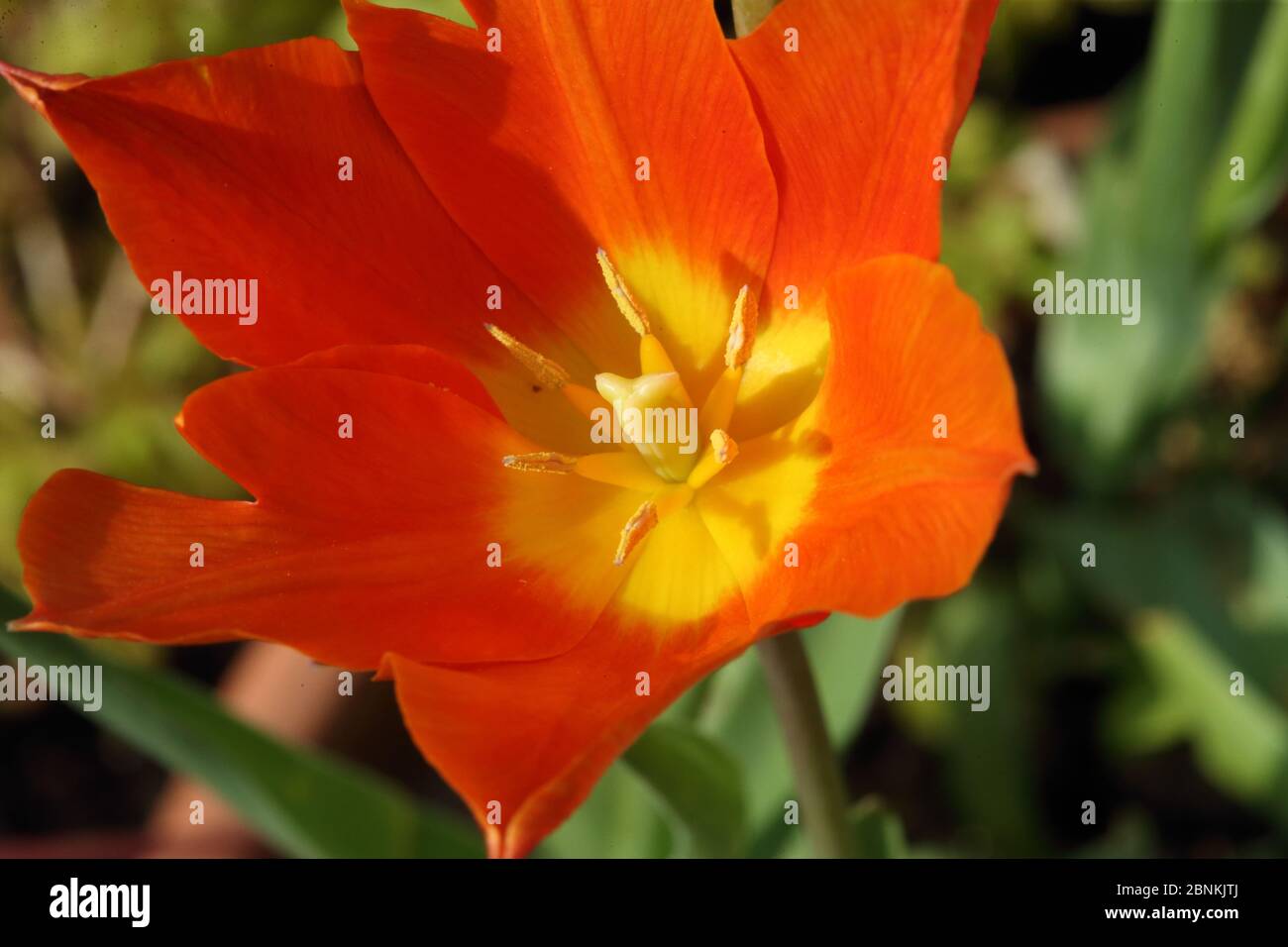 Perennial plant april orange hi-res stock photography and images - Alamy