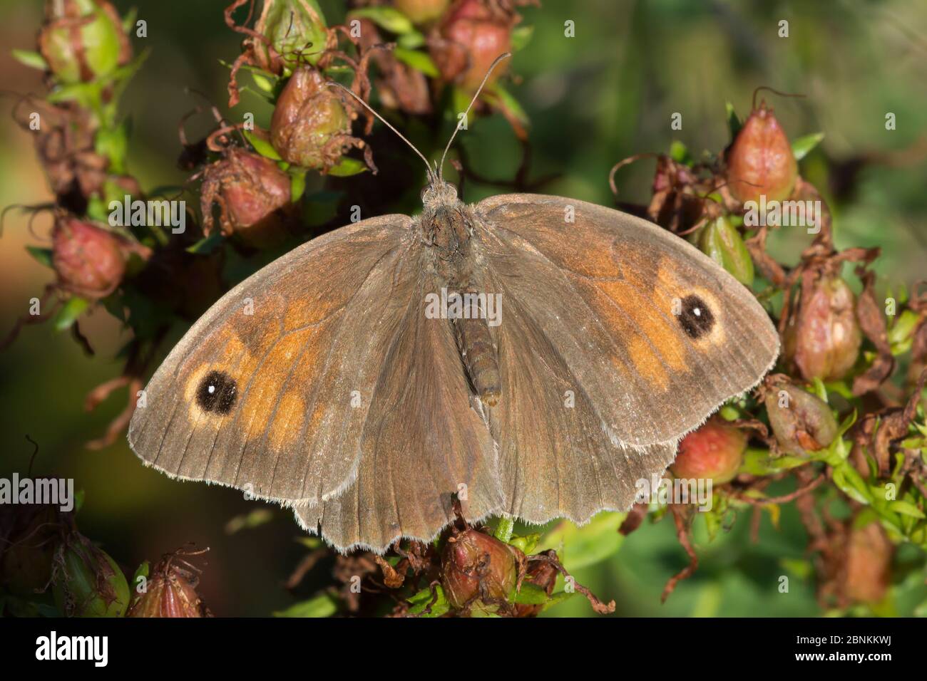 Meadow brown butterfly (Maniola jurtina), De Inslag, Brasschaat ...