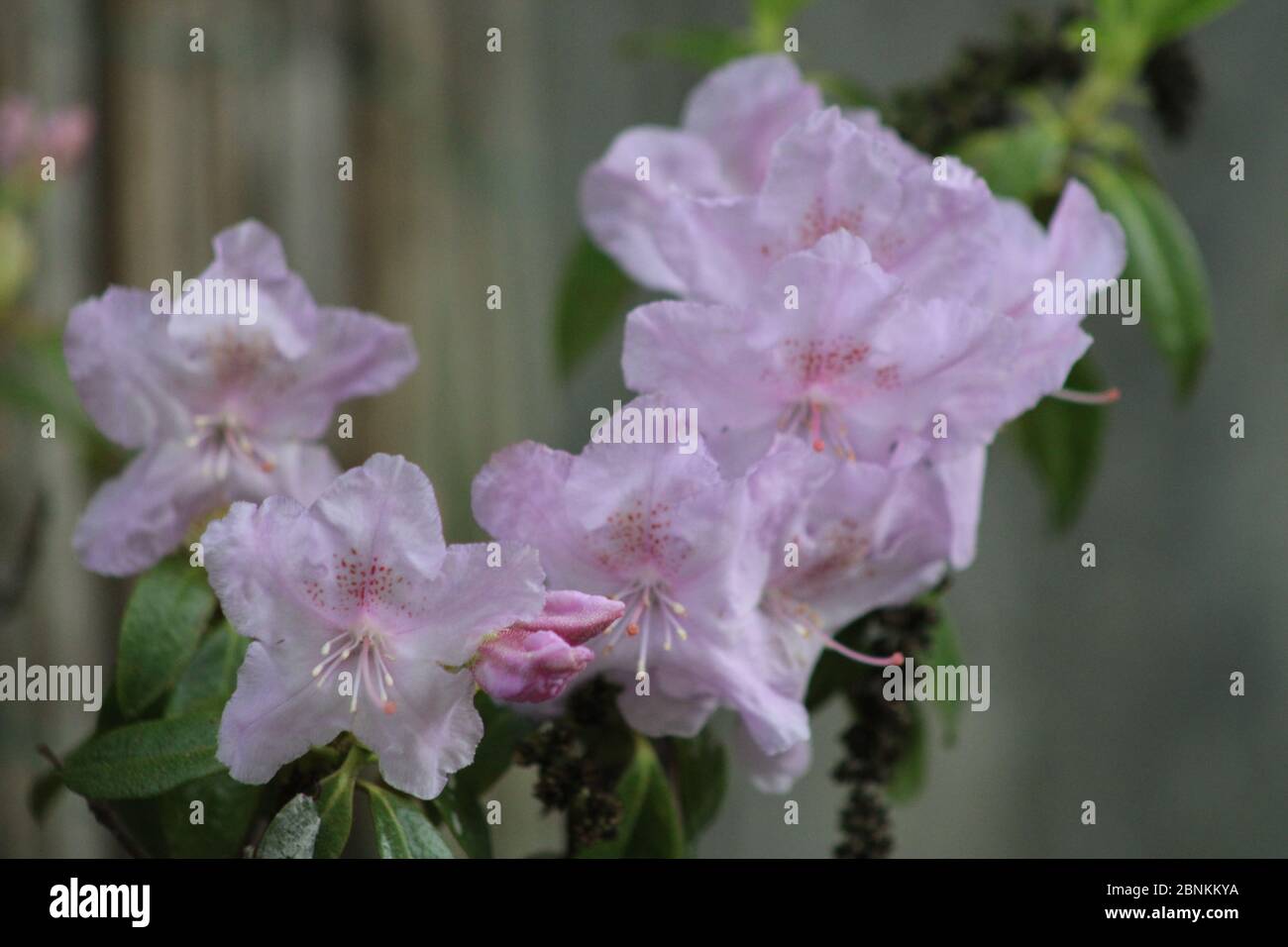 Azalee hi-res stock photography and images - Alamy