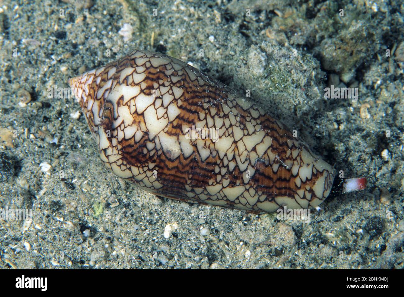 Conus textile shell hi-res stock photography and images - Alamy