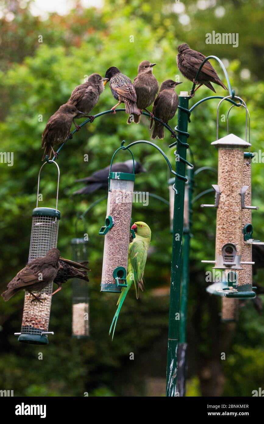 Rose-ringed / Ring-necked parakeet (Psittacula krameri) with fledgling ...