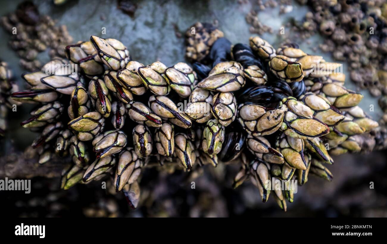 Percebes En El Mar