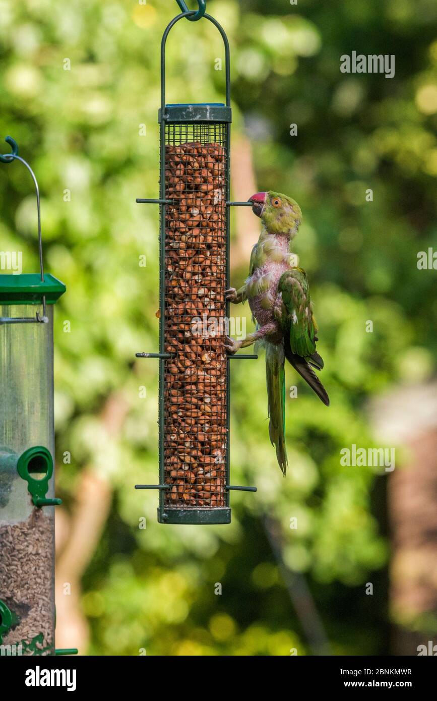Parakeet hanging hi-res stock photography and images - Alamy