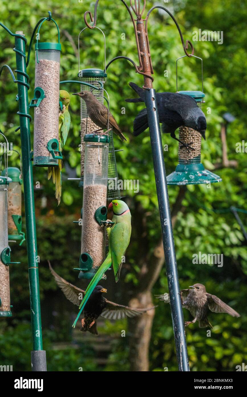Rose winged parakeets on bird feeder hi-res stock photography and ...