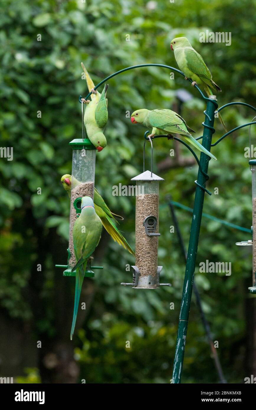 Rose-ringed / Ring-necked parakeets (Psittacula krameri) on bird ...