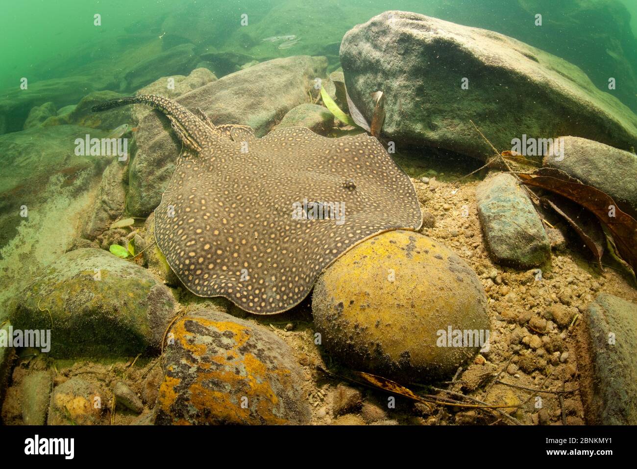 River stingray (Potamotrygon sp) Formoso River, Bonito, Mato Grosso do ...