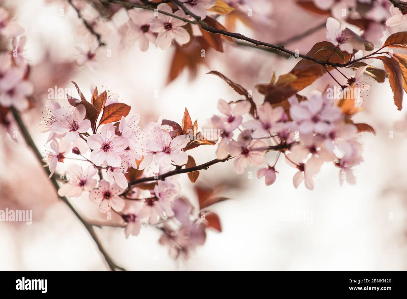 Blood plum in full bloom, Prunus cerasifera, red-leaved cherry plum ...