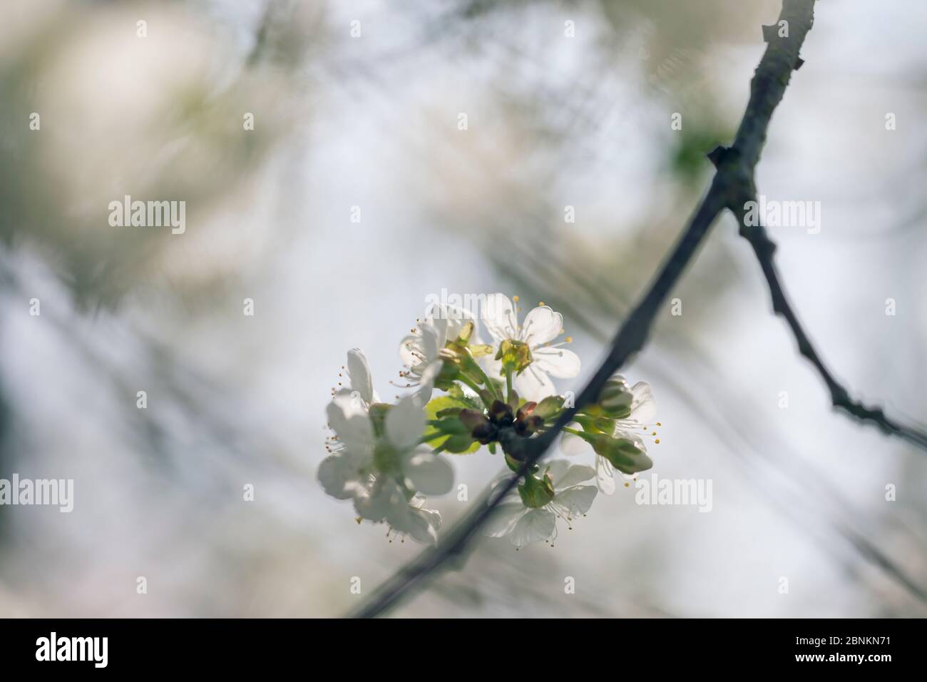 Sour spring hi-res stock photography and images - Alamy