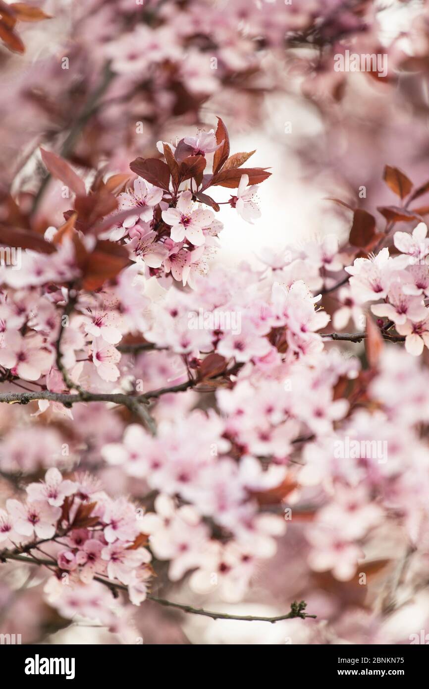 Blood plum in full bloom, Prunus cerasifera, red-leaved cherry plum ...