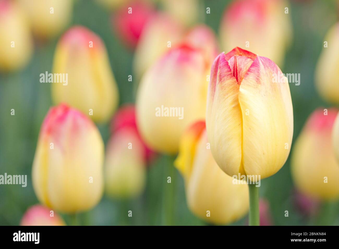 Tulip flower, Tulipa hybrid, isolated Stock Photo - Alamy