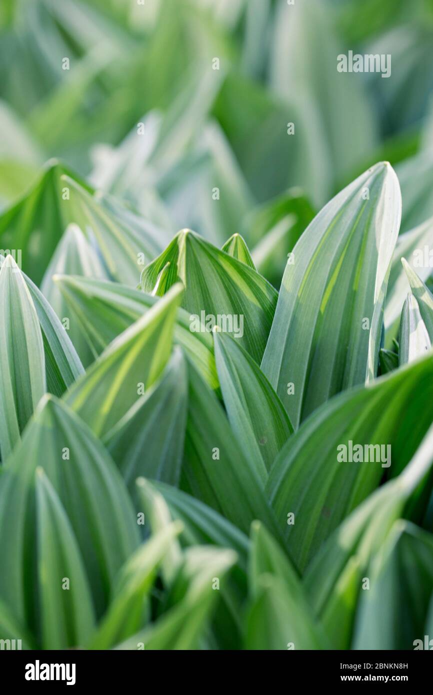 Black germer leaves hi-res stock photography and images - Alamy