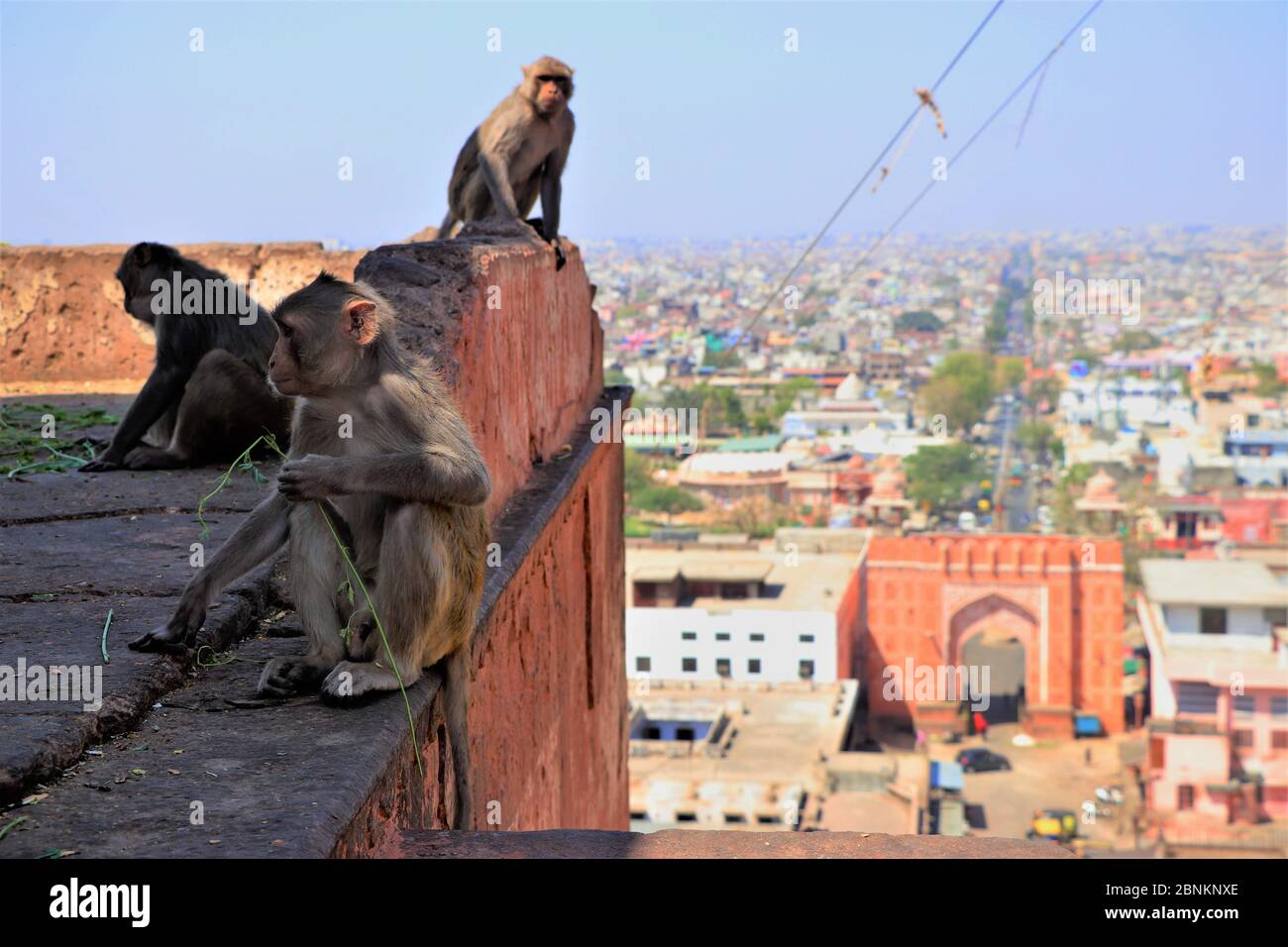 Monkey city india hi-res stock photography and images - Alamy
