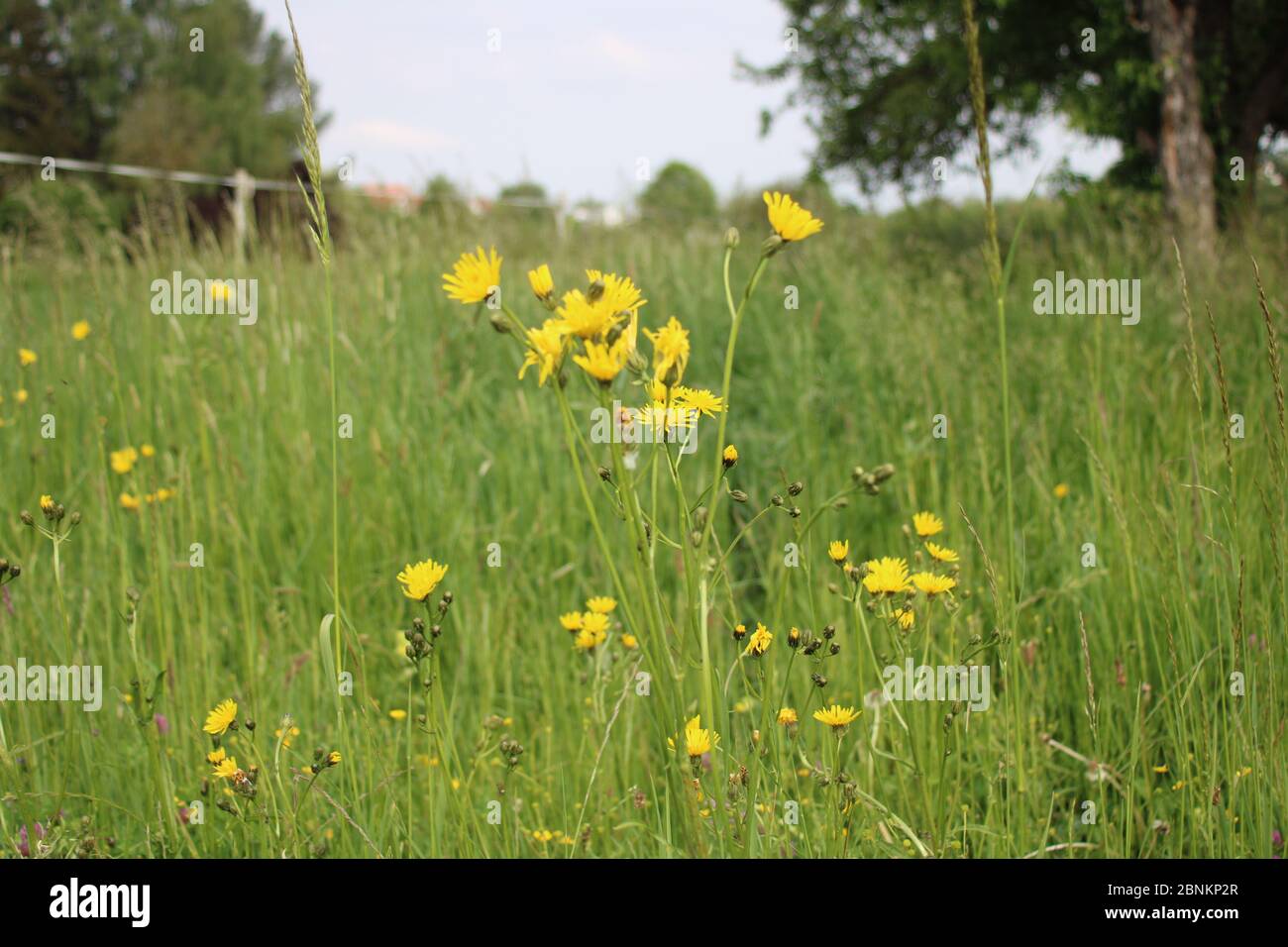 Yellow fever tree hi-res stock photography and images - Alamy