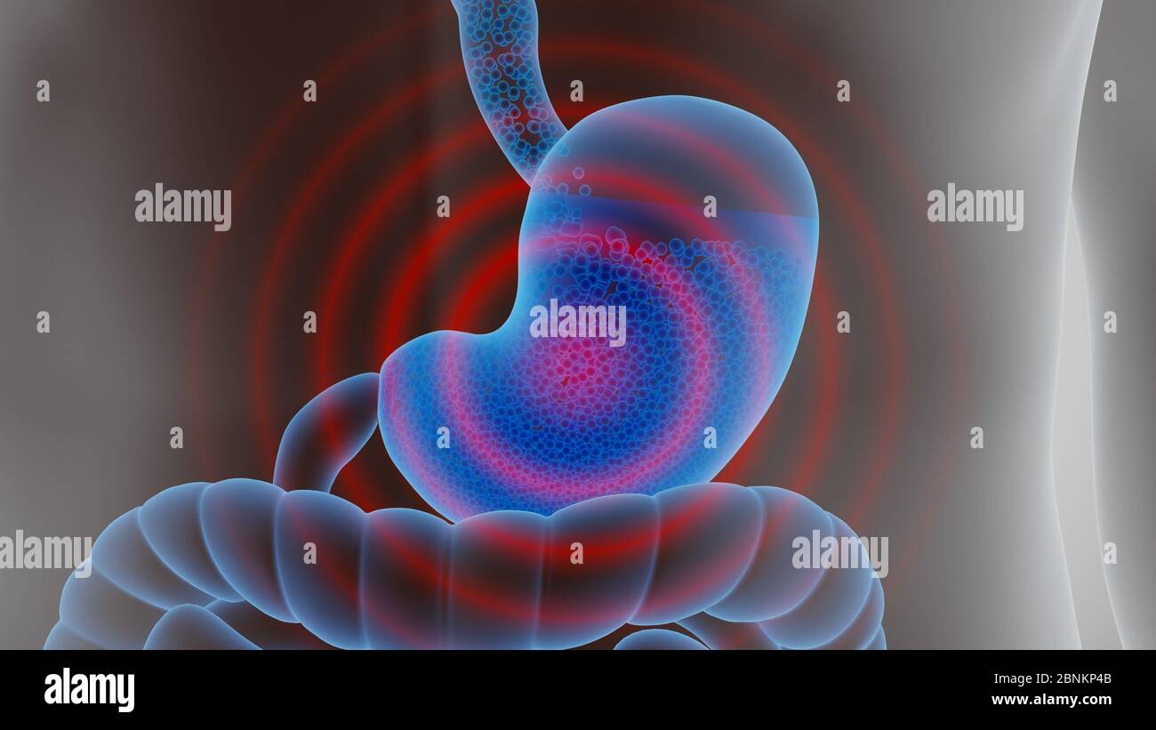 3d illustration of the human digestive system. stomach and guts ...