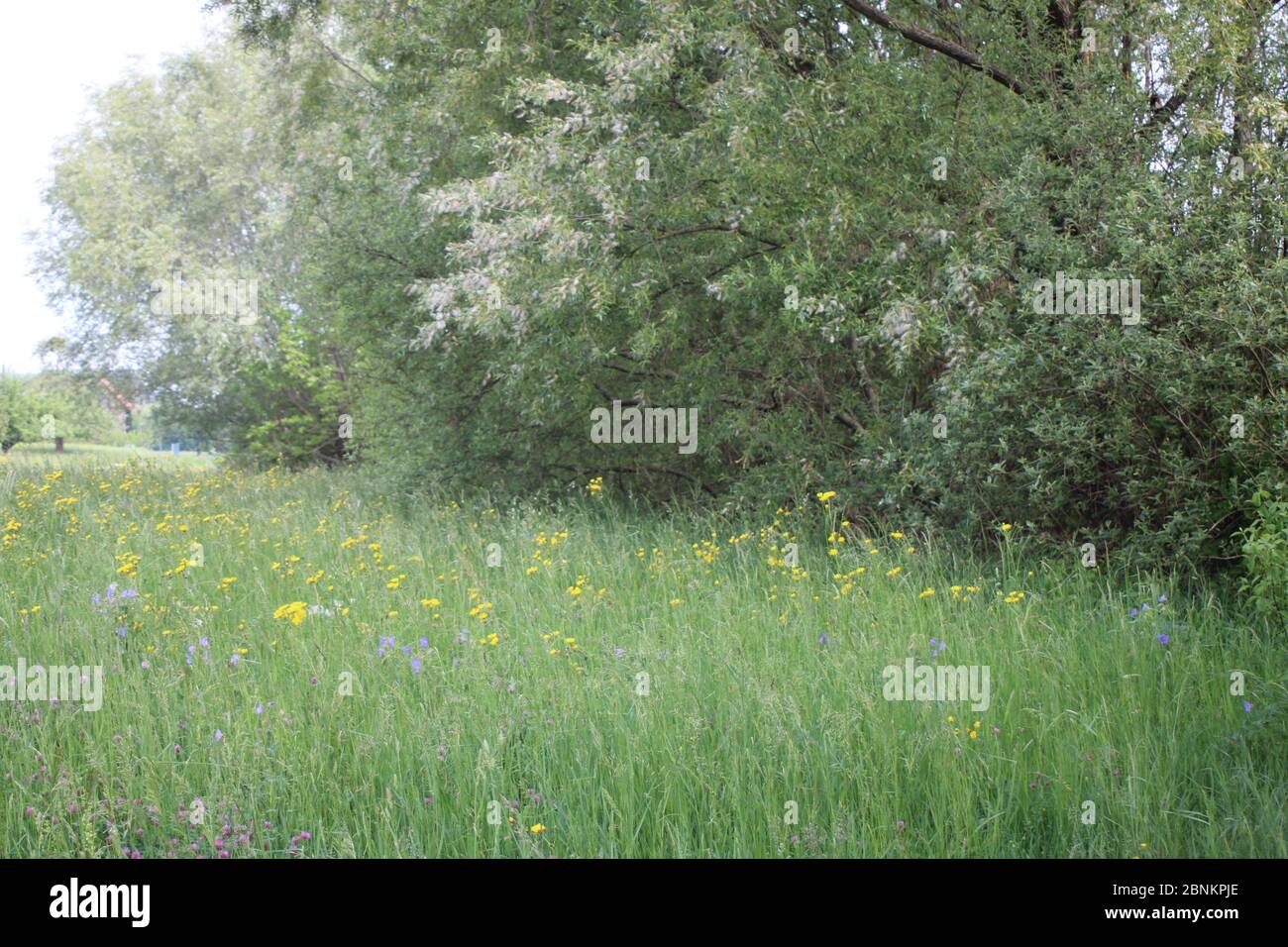 a meadow and bushes in springtime Stock Photo - Alamy